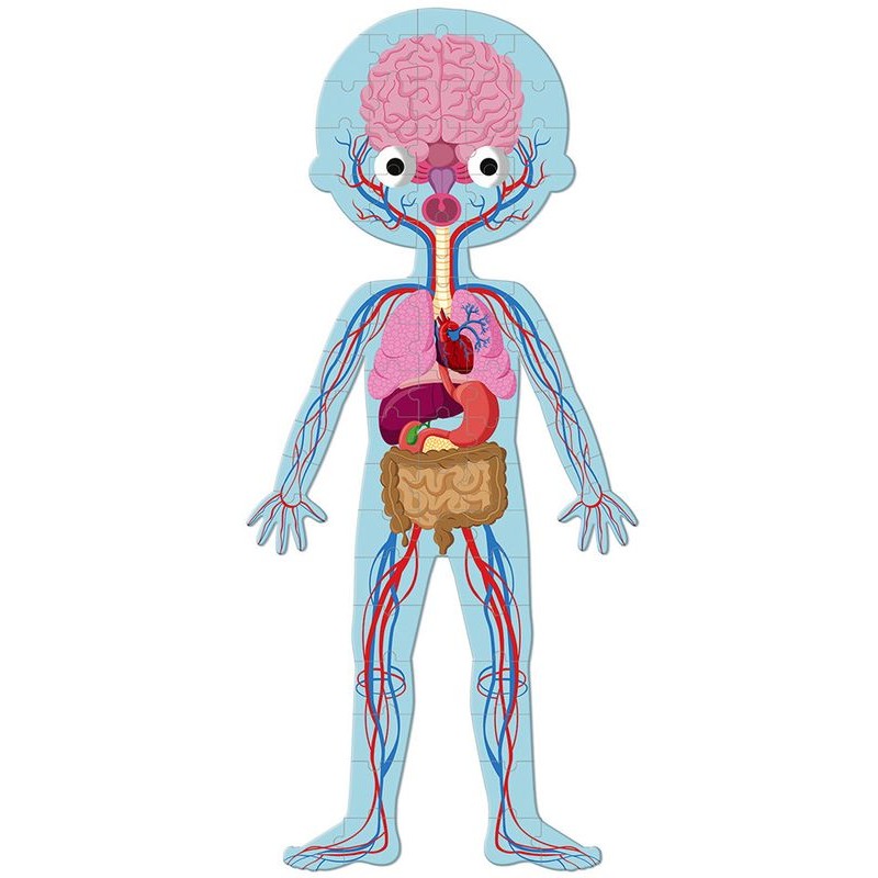 Coffret de 4 puzzles géants pour découvrir le corps humain - Janod